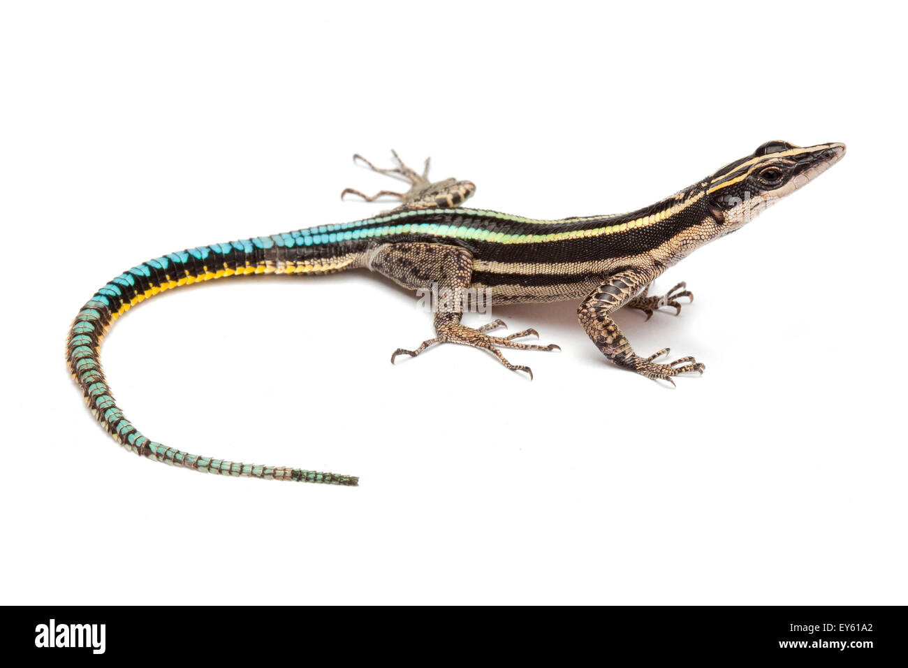 Neon Blue-tailed Tree Lizard on white background Stock Photo - Alamy