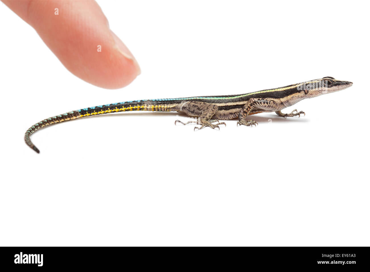 Neon Blue-tailed Tree Lizard anf finger on white background Stock Photo ...