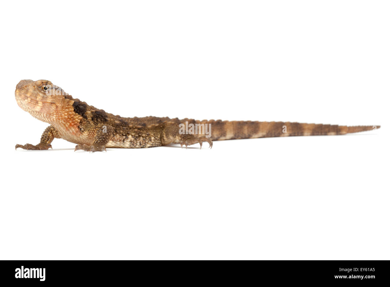 Chinese Crocodile Lizard on white background Stock Photo - Alamy