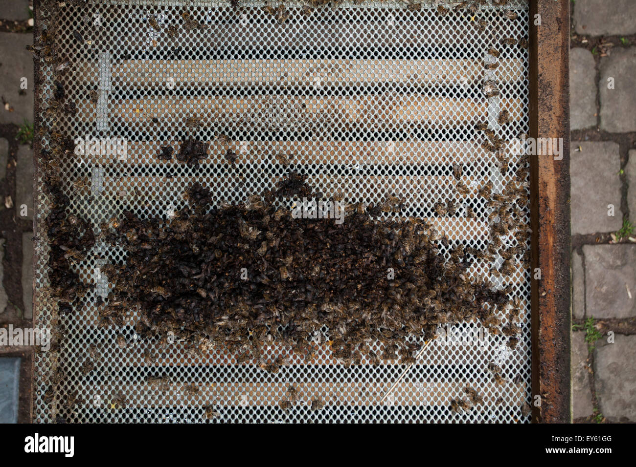 Bienenwaben hi-res stock photography and images - Alamy