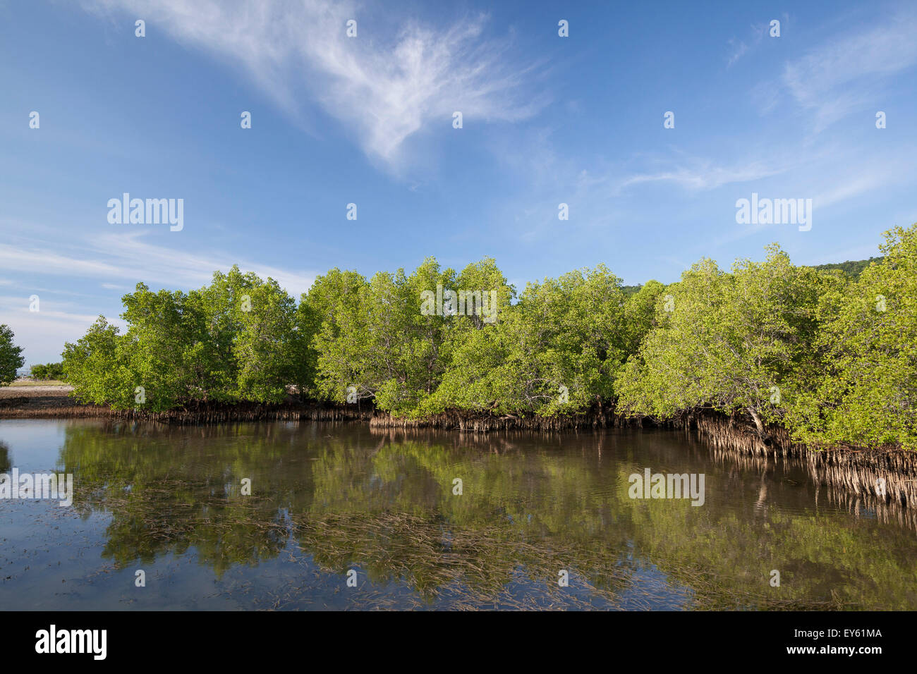 Mangrove Pneumatophores High Resolution Stock Photography and Images ...