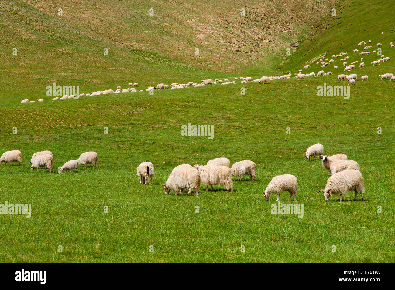 Flock of sheep grazing in prairie Stock Photo - Alamy