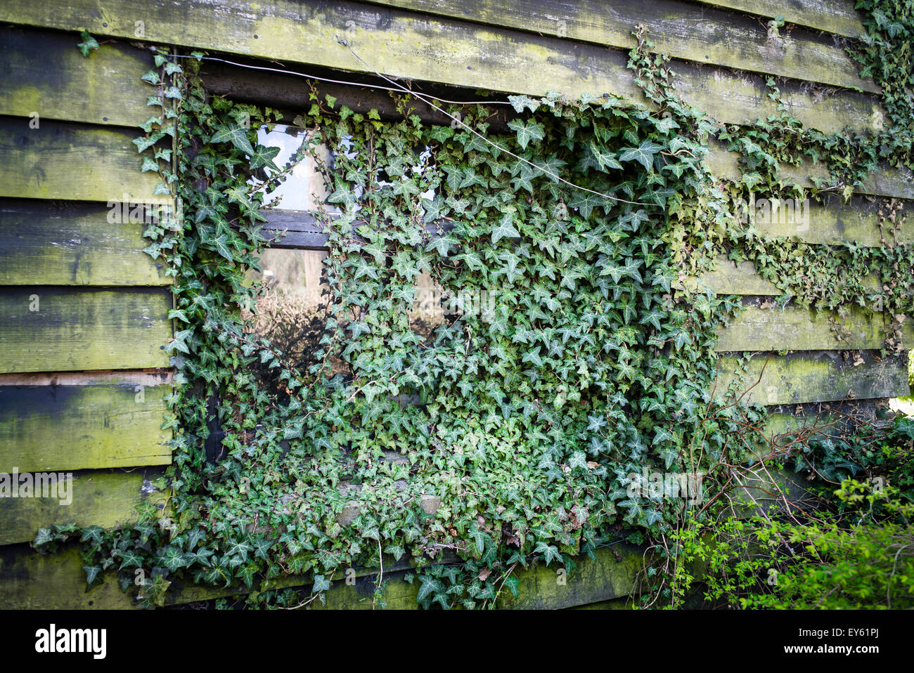 Wild ivy encroaching and obscuring a window in an old barn Stock Photo ...