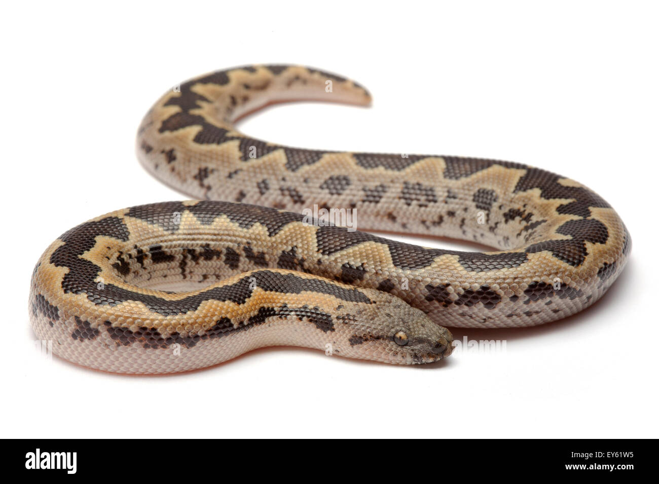 Rough-scaled Sand Boa on white background Stock Photo - Alamy