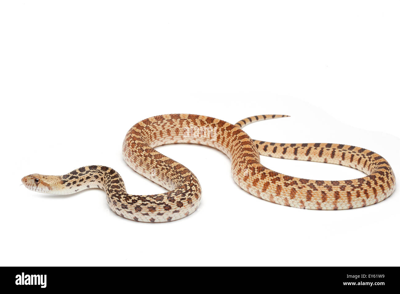Bull Snake on white background Stock Photo - Alamy