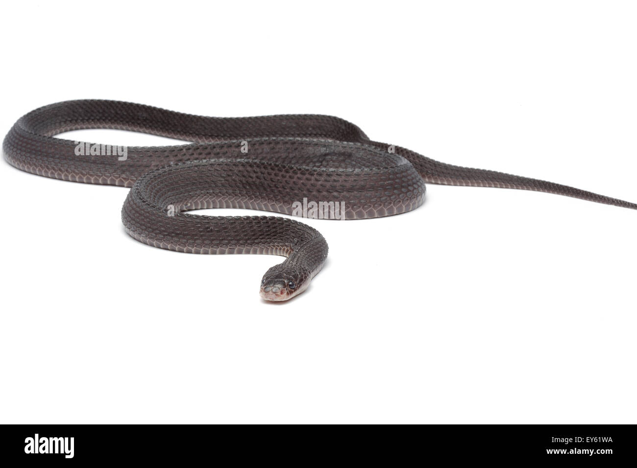 File snake hi-res stock photography and images - Alamy