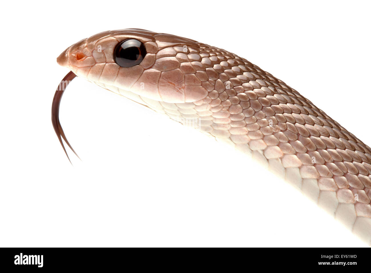 Portrait of Rufous beaked snake on white background Stock Photo - Alamy