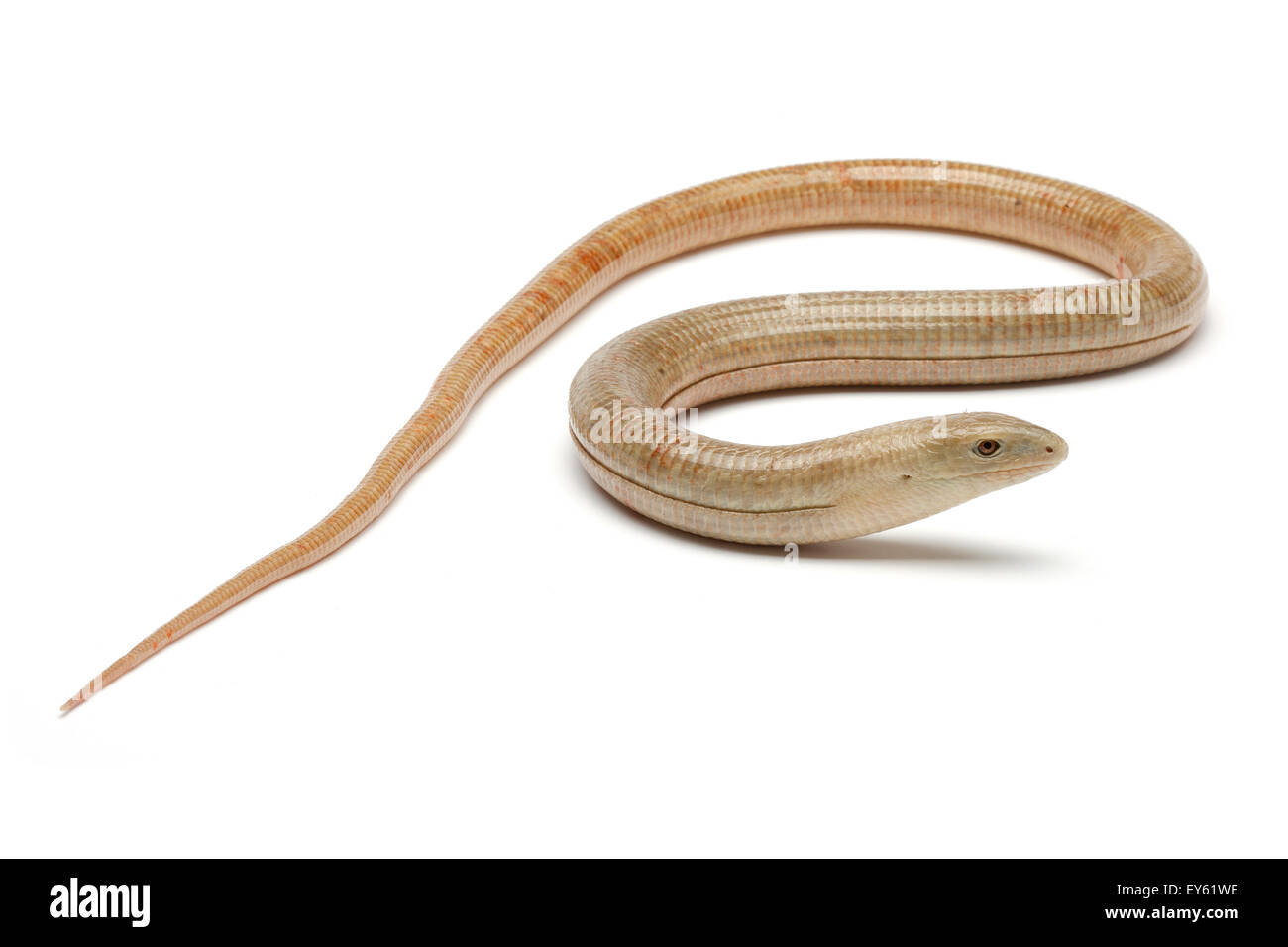 European Legless Lizard