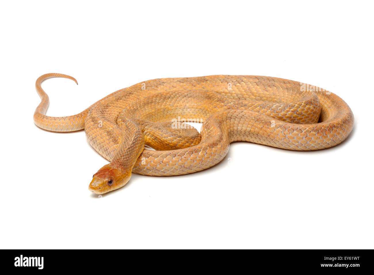 Everglades rat snake on white background Stock Photo - Alamy