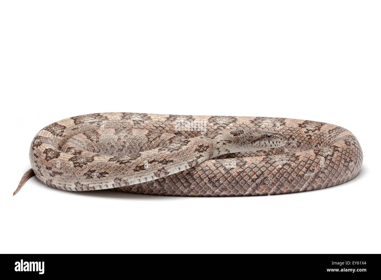 White rat snake hi-res stock photography and images - Alamy