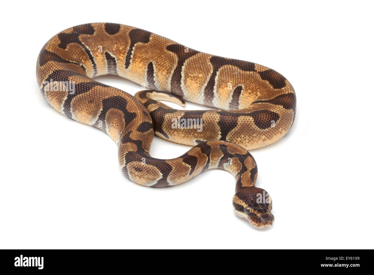 King Python 'enchi' on white background Stock Photo - Alamy