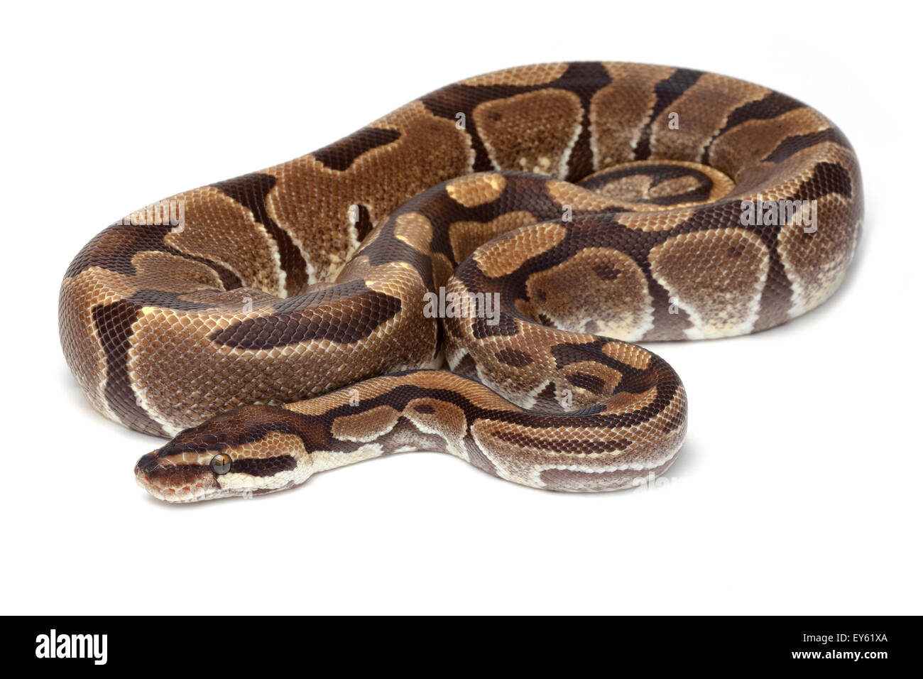 King Python 'woma' on white background Stock Photo - Alamy