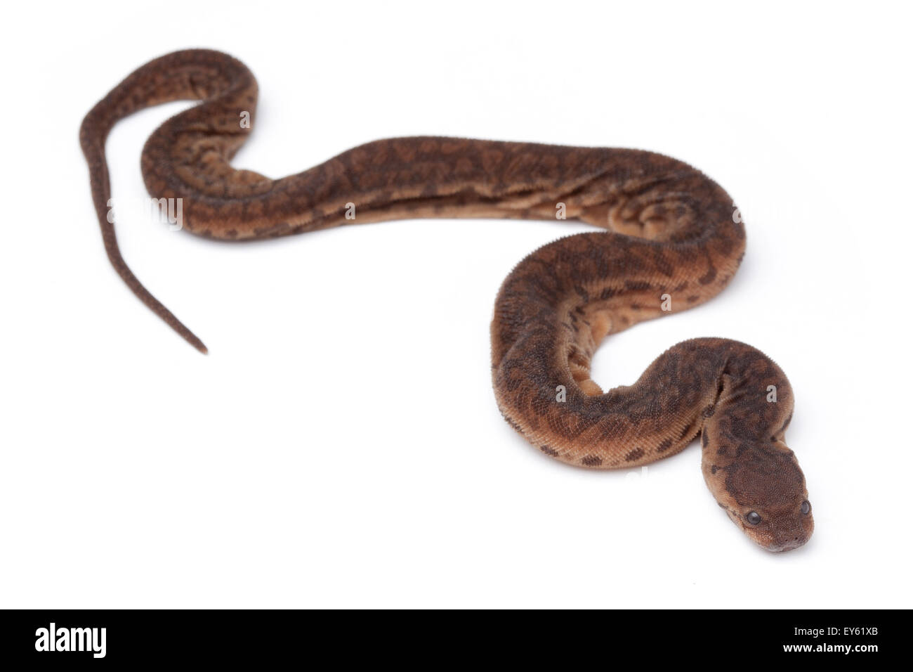 File snake hi-res stock photography and images - Alamy