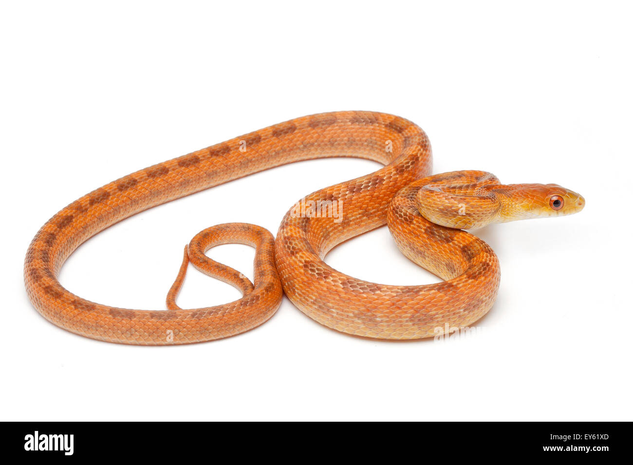 White rat snake hi-res stock photography and images - Alamy