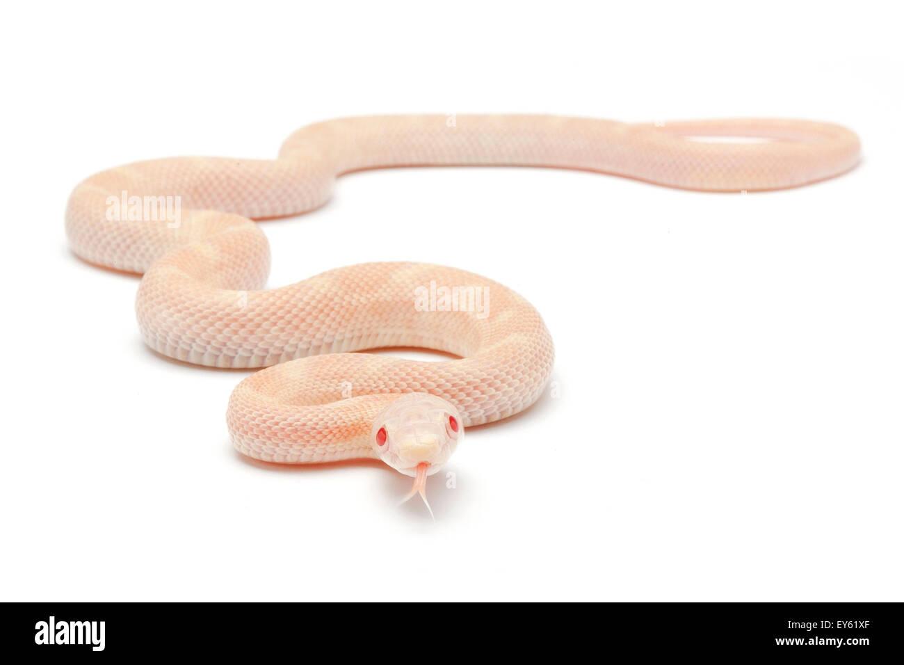 Texas rat snake 'Albino snow' on white background Stock Photo - Alamy