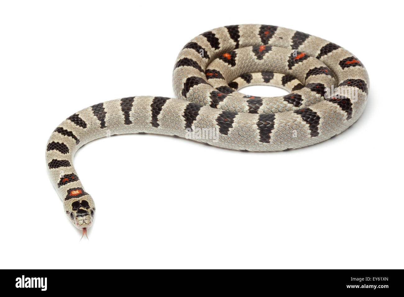 Durango King Snake on white background Stock Photo - Alamy