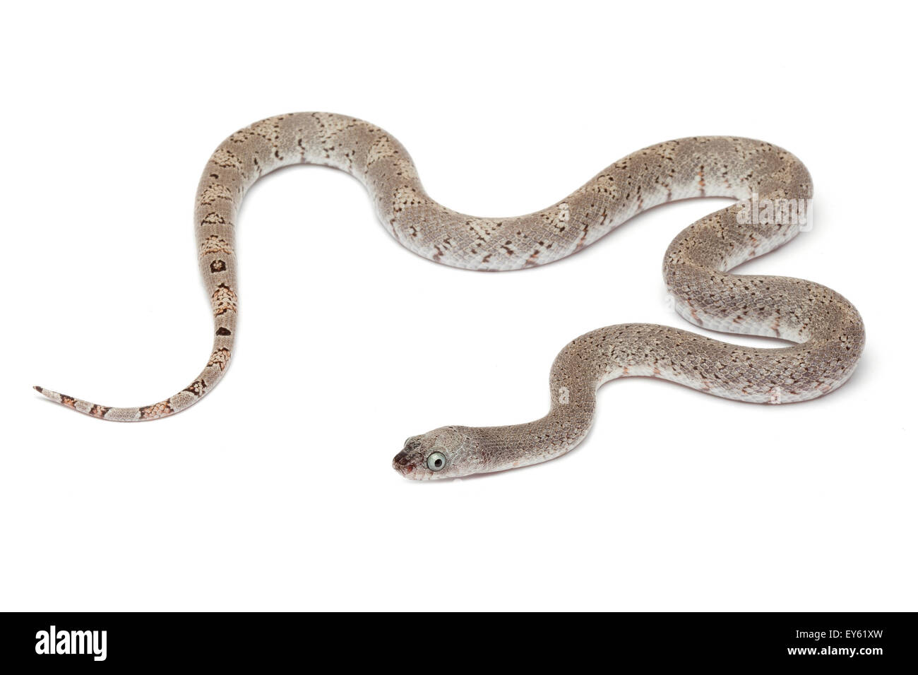 Gray Banded King Snake on white background Stock Photo - Alamy