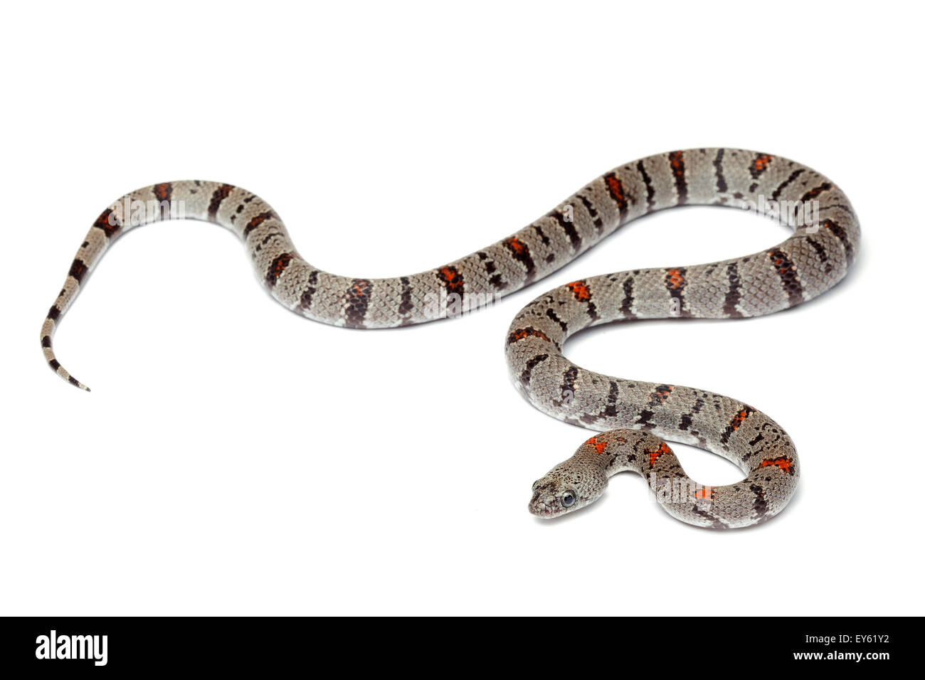 Gray-banded Kingsnake on white background Stock Photo - Alamy