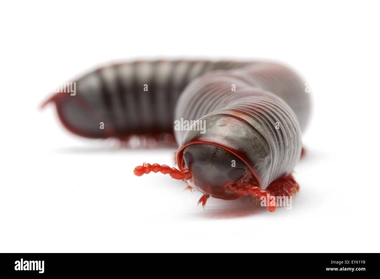 Millipede on white background Stock Photo - Alamy