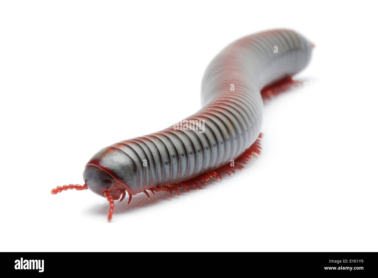 Millipede white background hi-res stock photography and images - Alamy