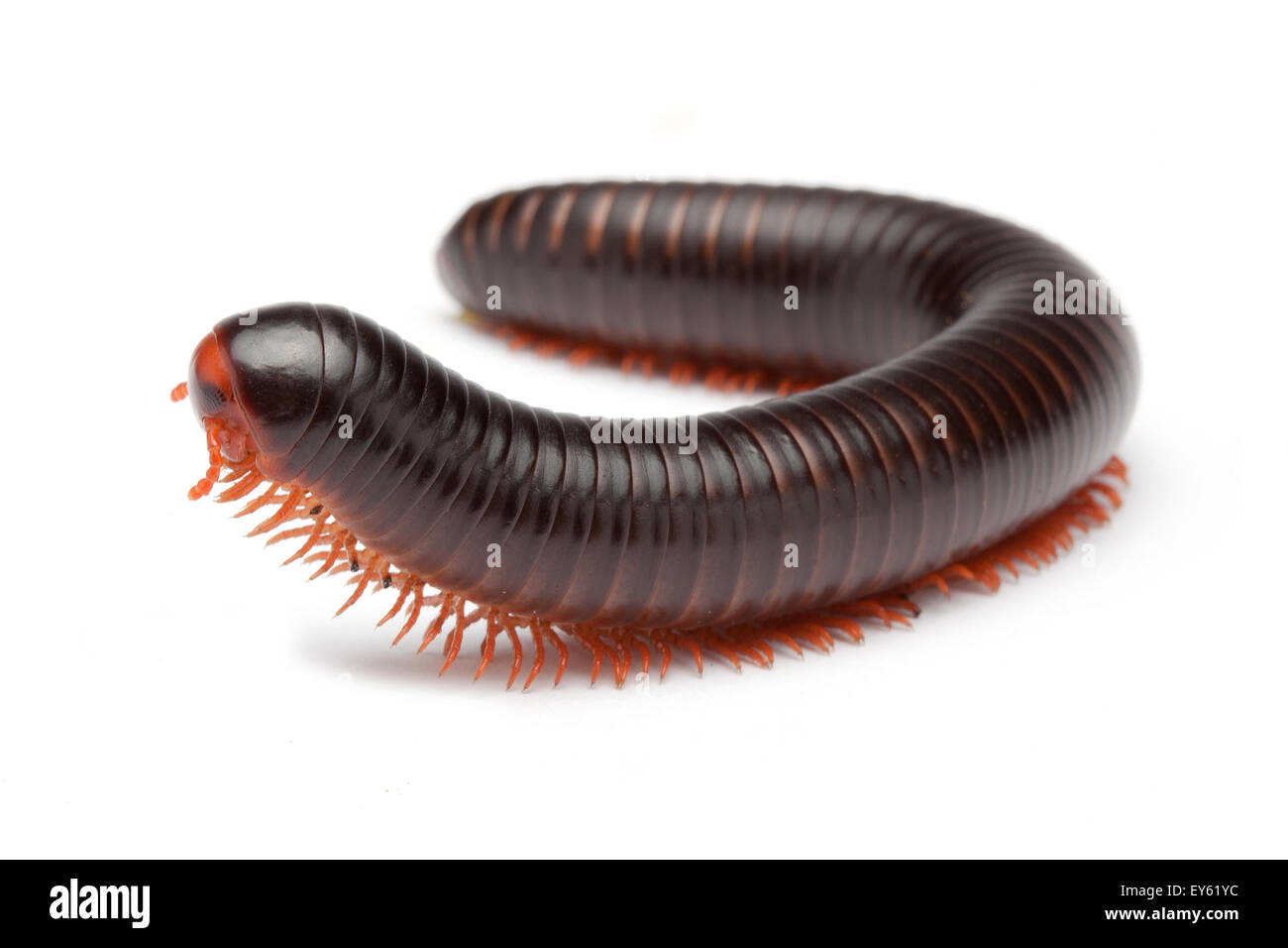 Millipede on white background Stock Photo - Alamy