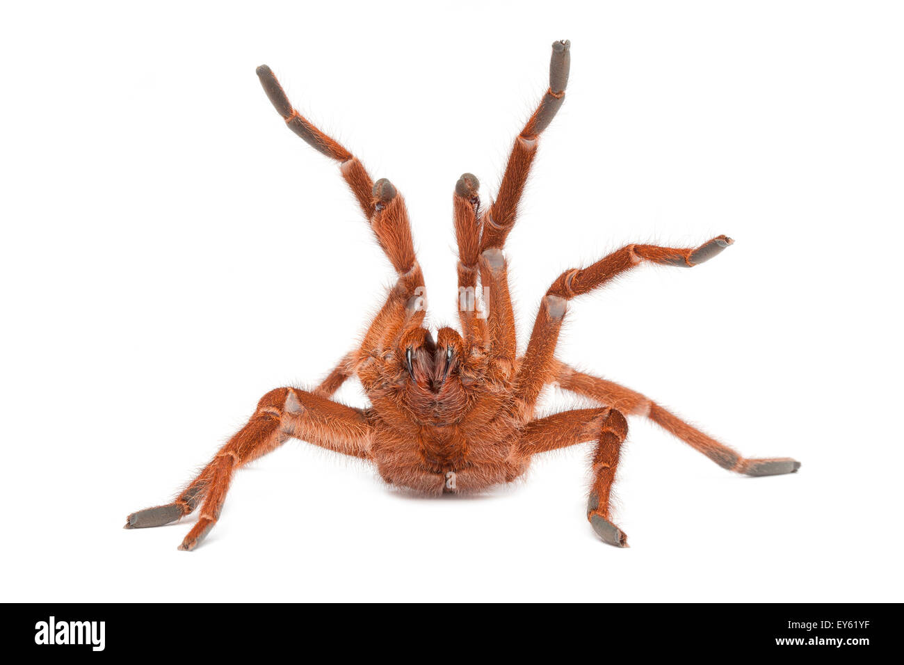 King Baboon Spider on white background Stock Photo - Alamy