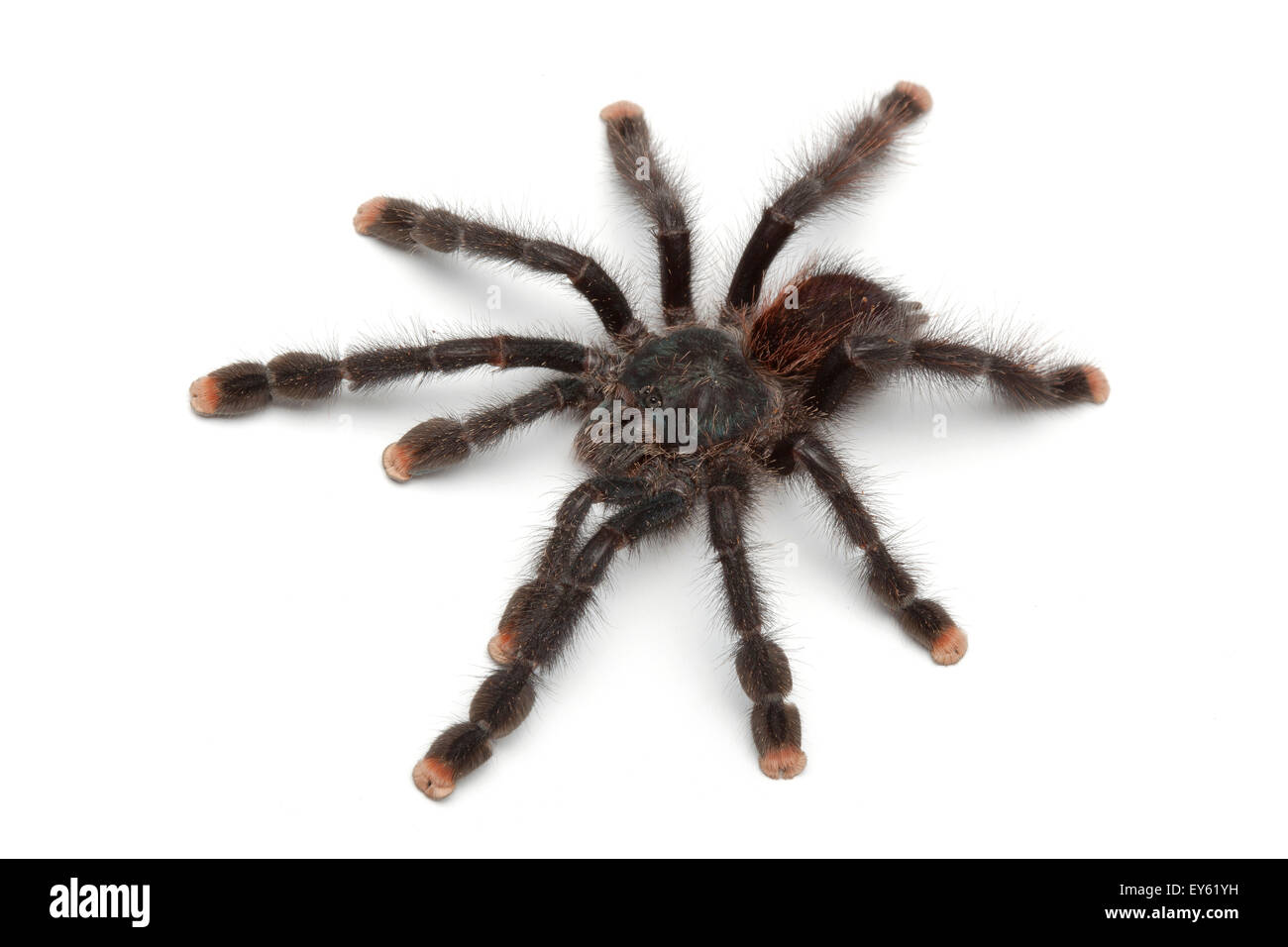 Pink-toed Tarantula on white background Stock Photo - Alamy