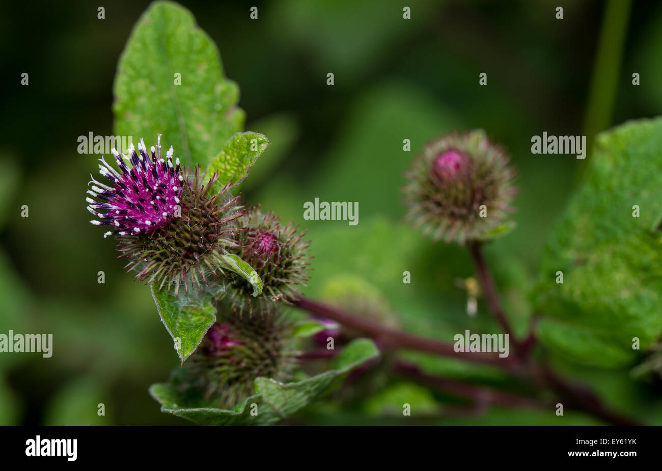 Lesser Burdock - Arctium minus Stock Photo - Alamy