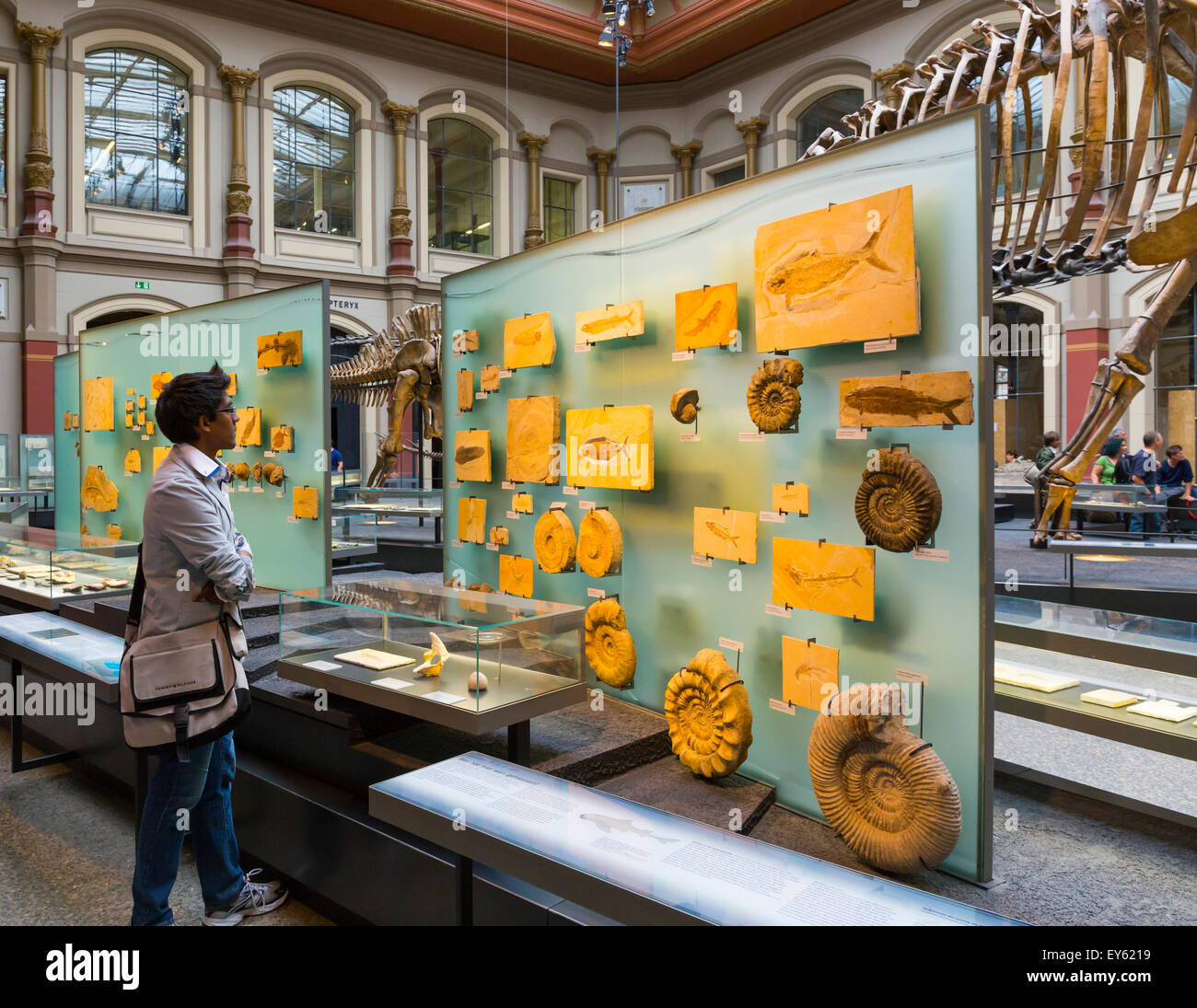 Fossils museum hi-res stock photography and images - Alamy