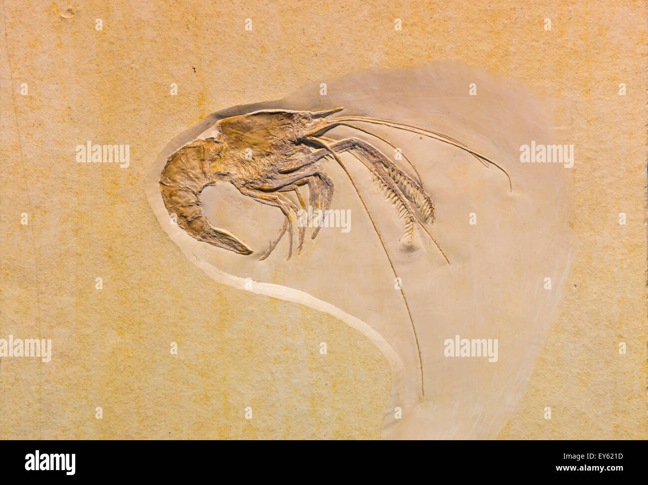 Fossil at Natural history museum of Belin - Germany Museum für ...