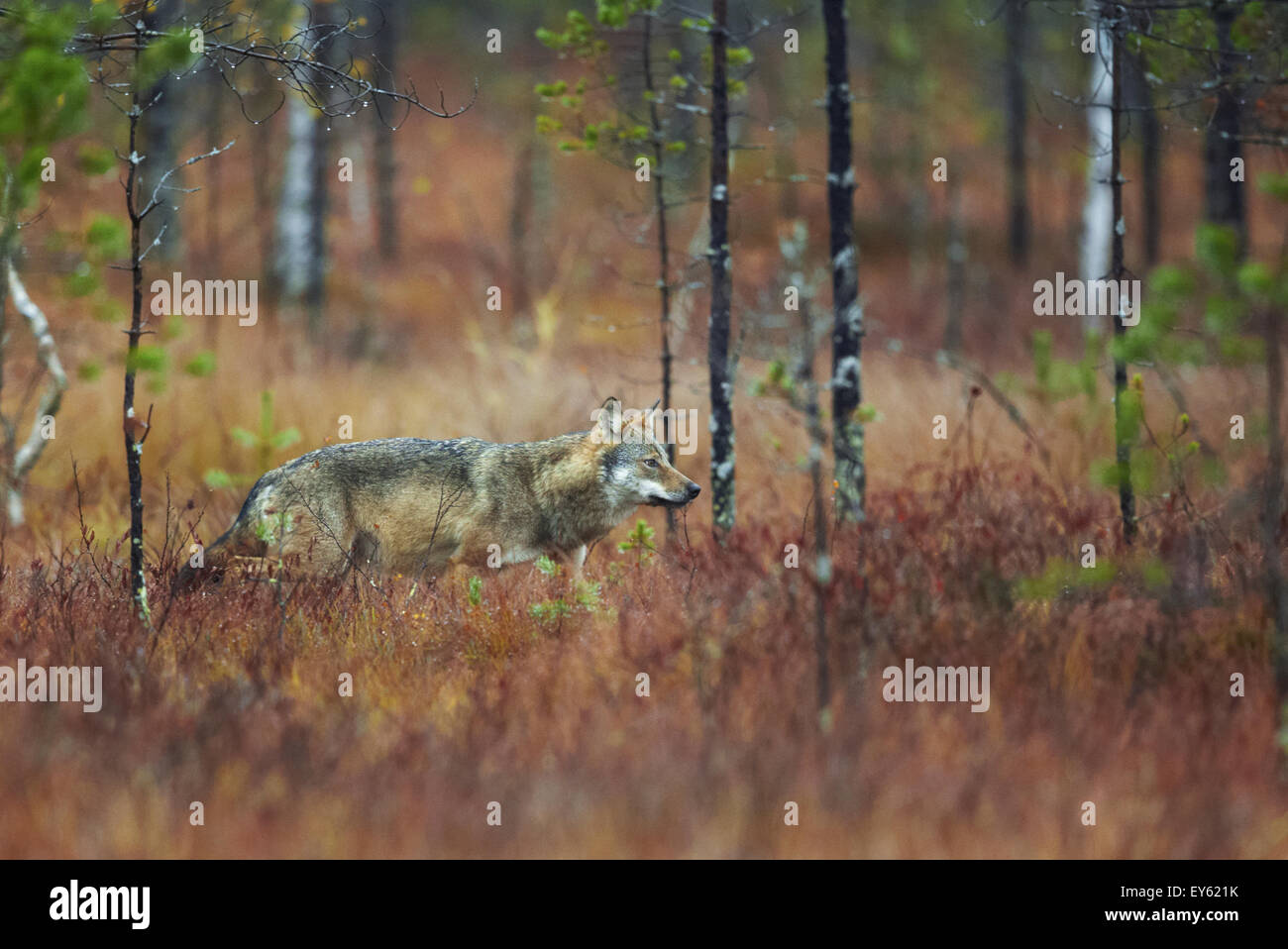 Grey wolf walking in wetlands in Eastern Finland Stock Photo - Alamy