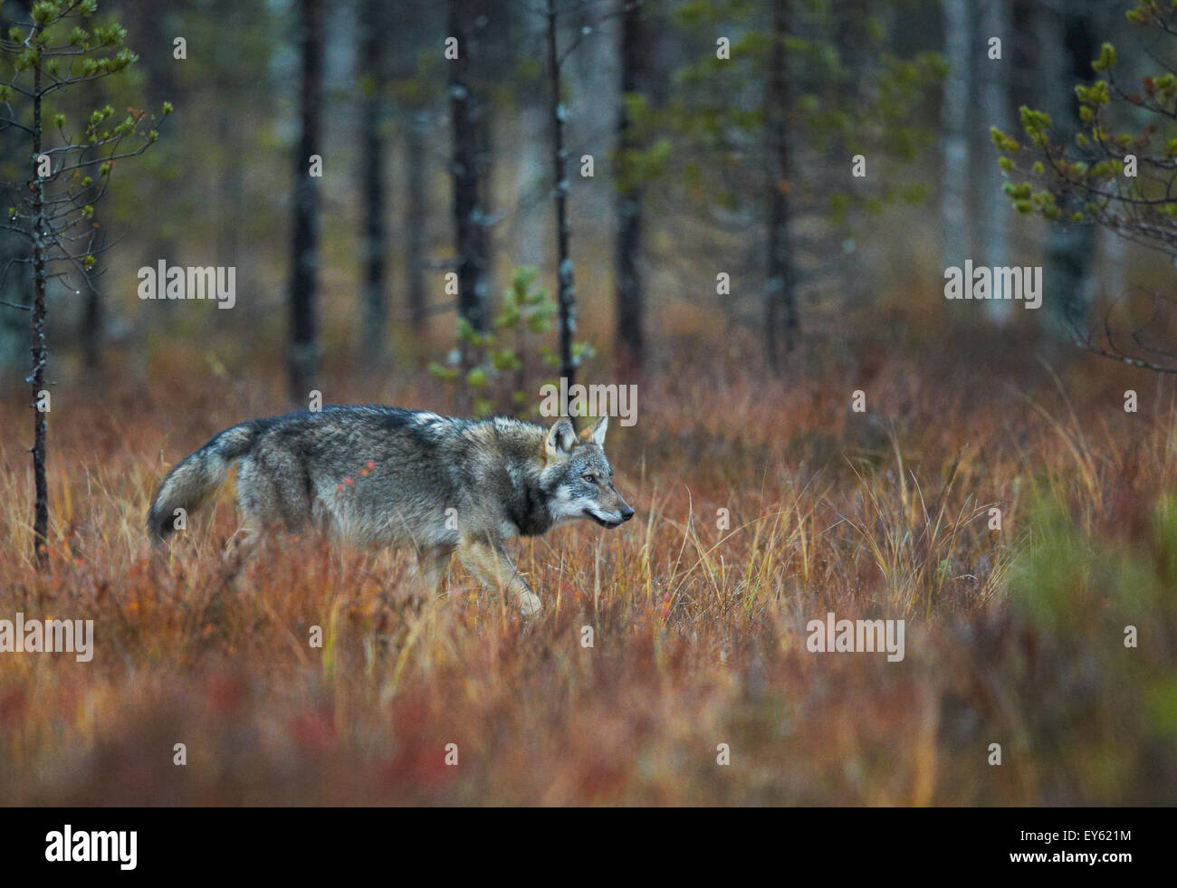 Grey wolf in wetlands in Eastern Finland Stock Photo - Alamy