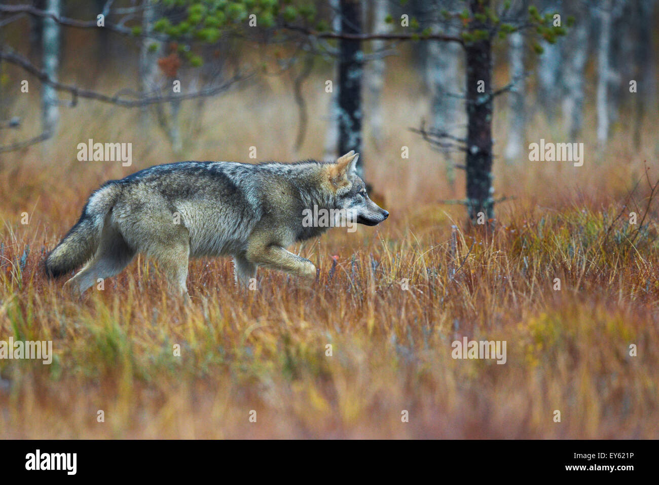 Grey wolf in wetlands in Eastern Finland Stock Photo - Alamy