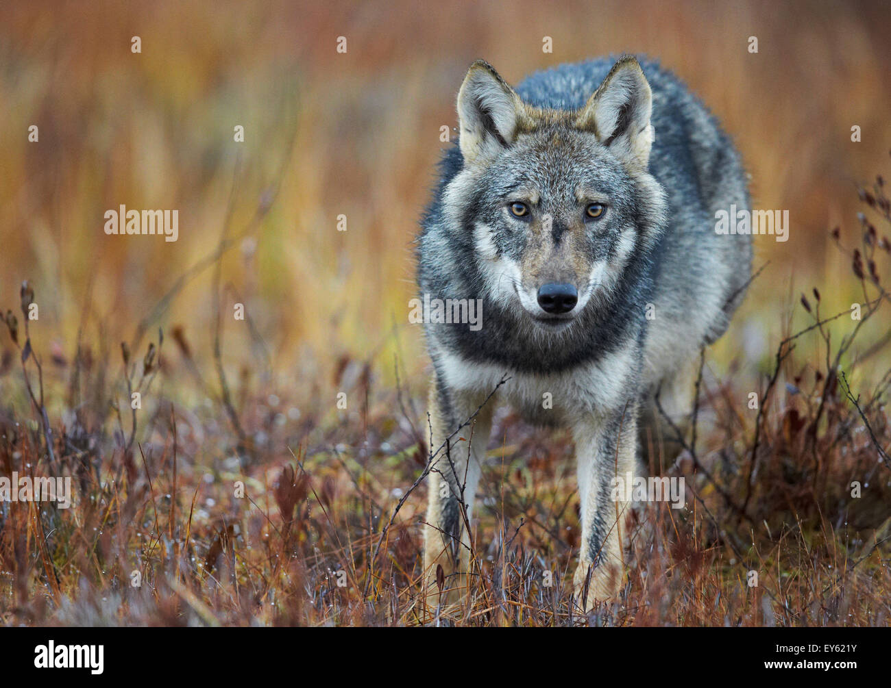 Grey wolf in wetlands in Eastern Finland Stock Photo - Alamy