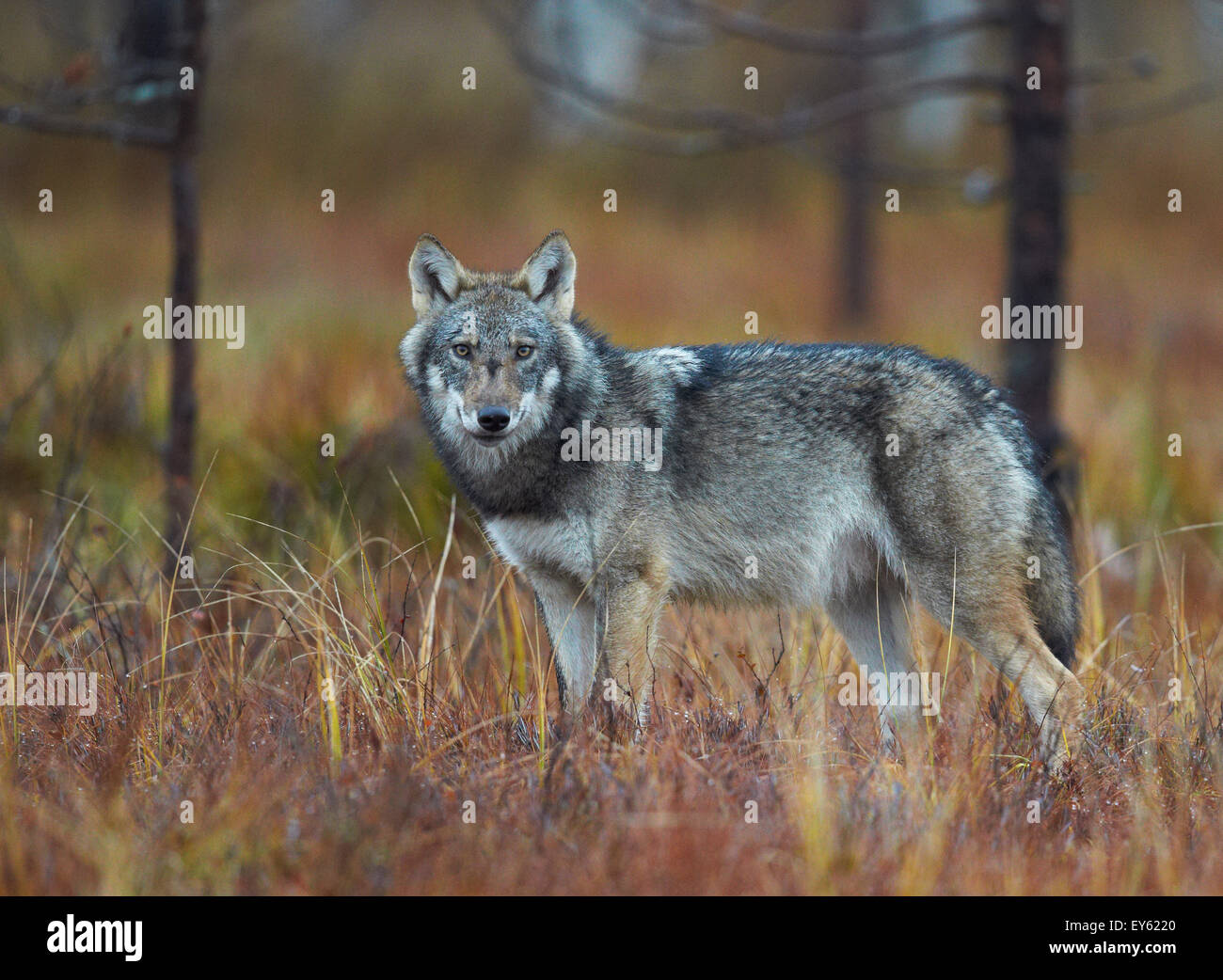Grey wolf in wetlands in Eastern Finland Stock Photo - Alamy
