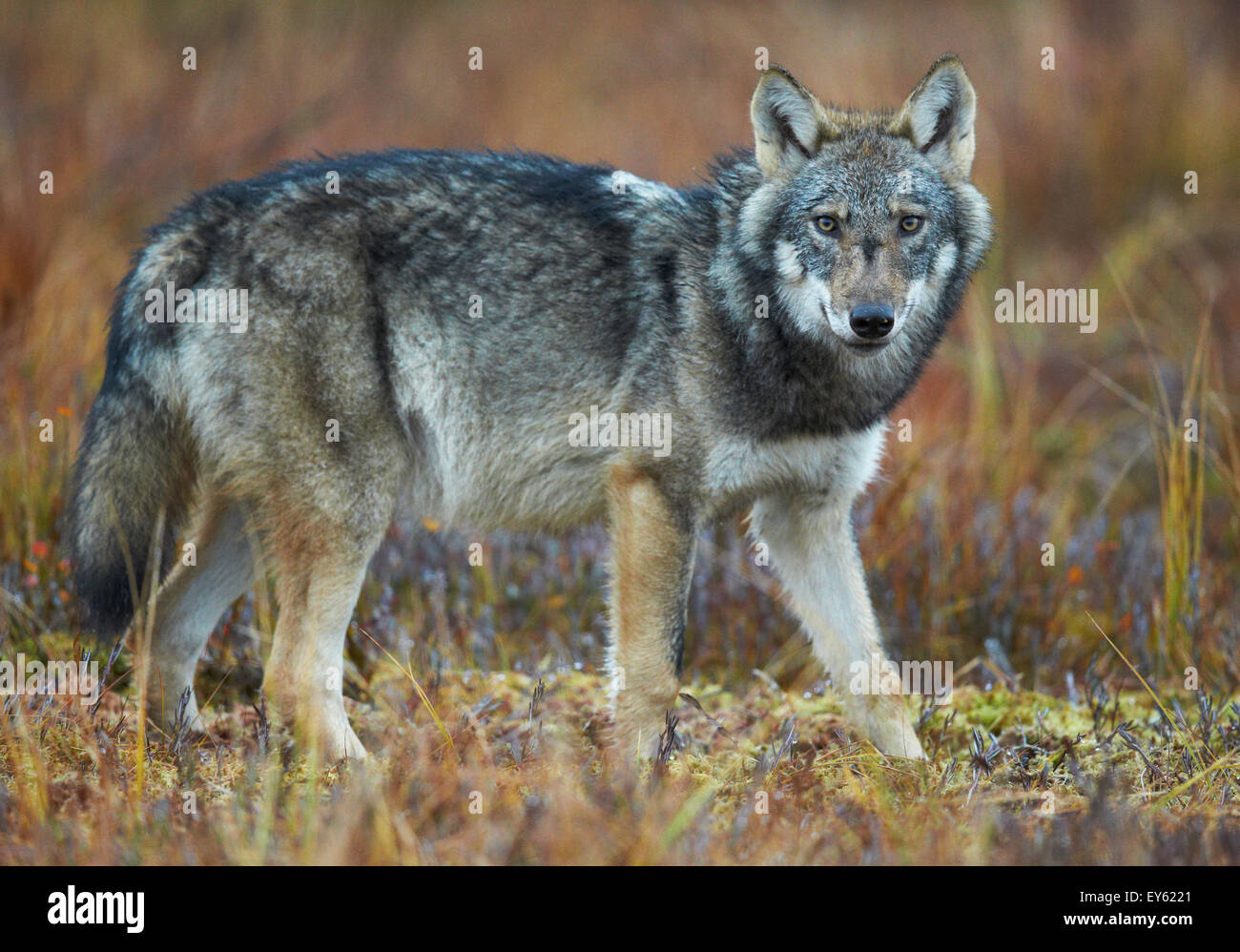 Grey wolf in wetlands in Eastern Finland Stock Photo - Alamy