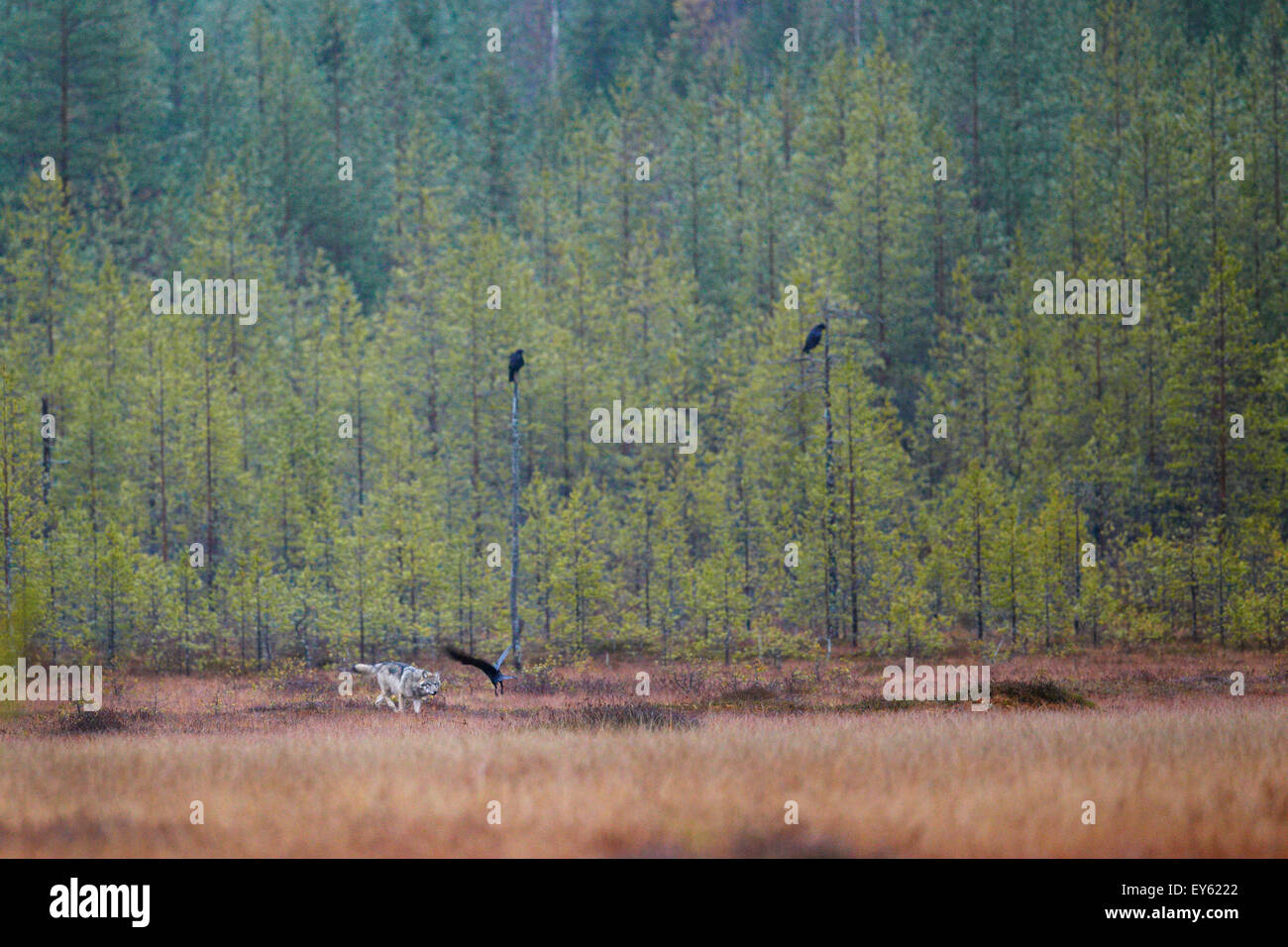 Grey wolf and common ravens in wetlands in Eastern Finland Stock Photo ...