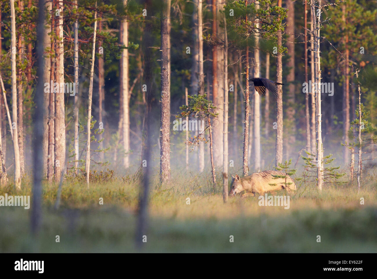 Grey wolf and common raven in a clearing - Oulu - Finland Stock Photo ...