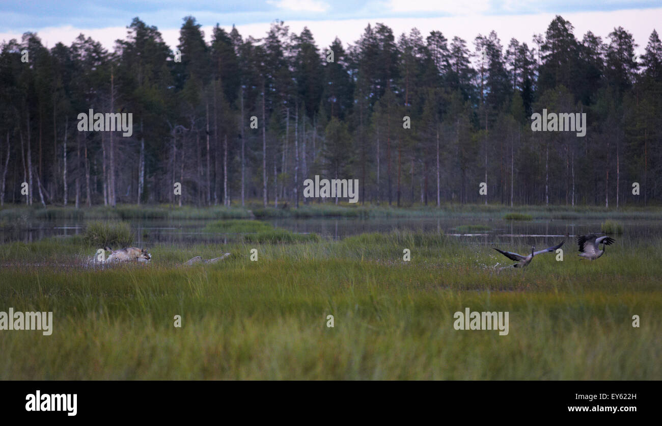 Grey wolf cub hutting wild geese - Oulu - Finland - - Kuhmo Stock Photo ...