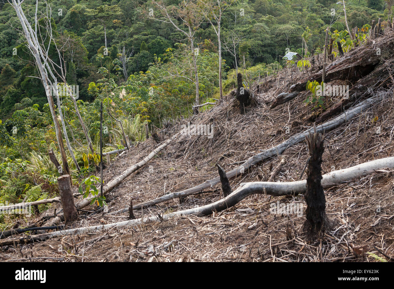 Indonesia Deforestation High Resolution Stock Photography and Images ...