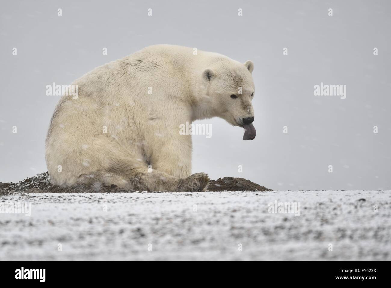 Polar bear pulling tongue - Barter Island Alaska Stock Photo - Alamy