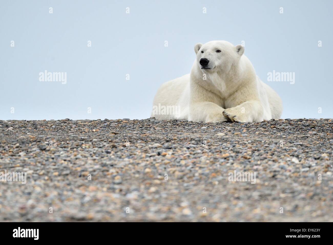 Polar bear lying on the shore - Barter Island Alaska Stock Photo - Alamy