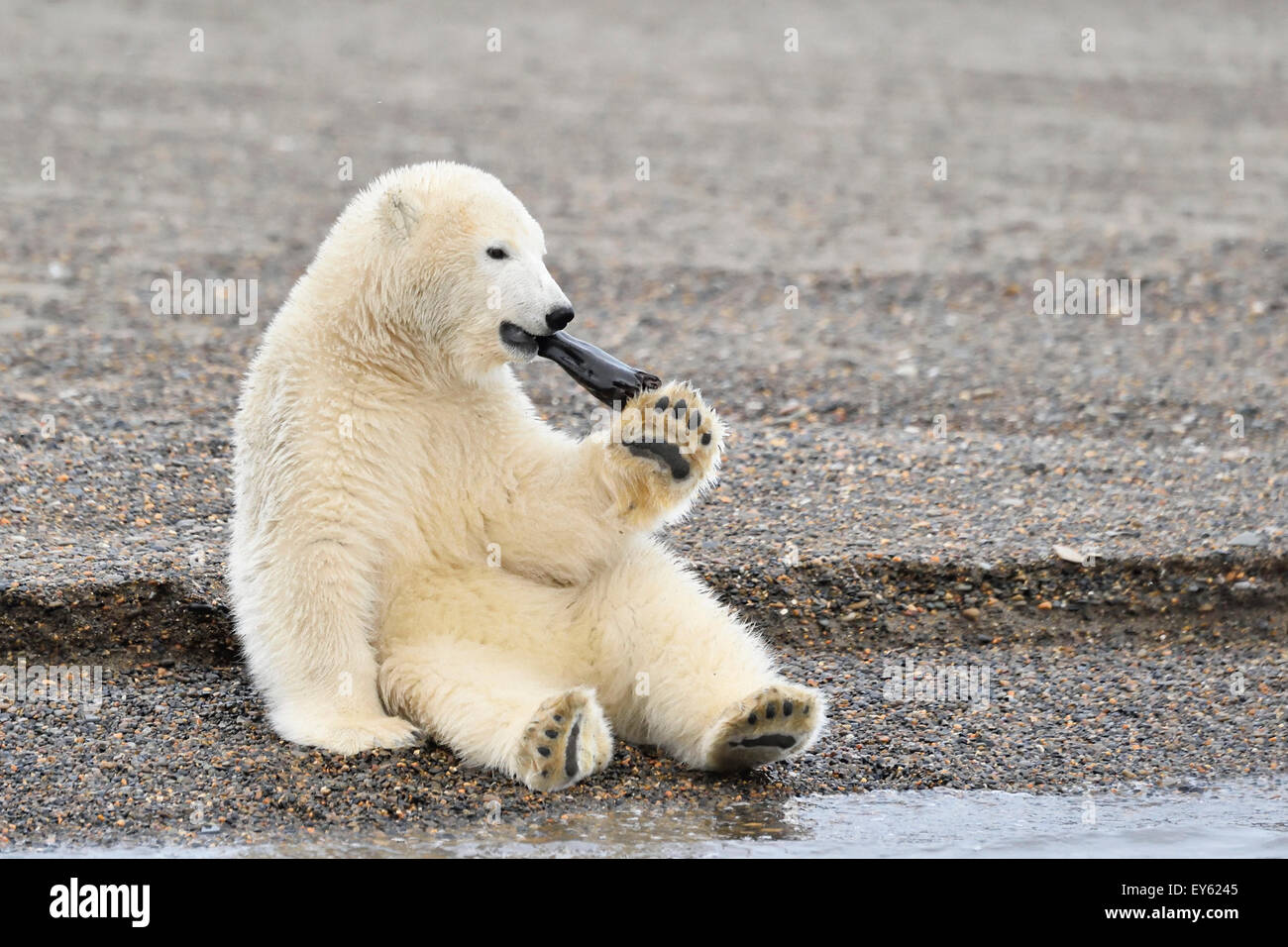 Polar bear playing with a stick - Barter Island Alaska Stock Photo - Alamy