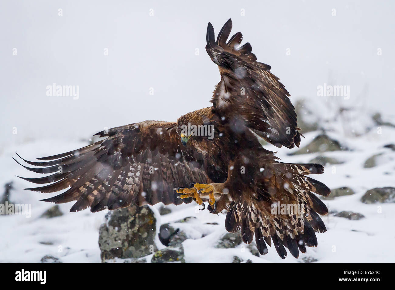 Golden eagle landing - Rhodopes mountains - Bulgaria Stock Photo - Alamy
