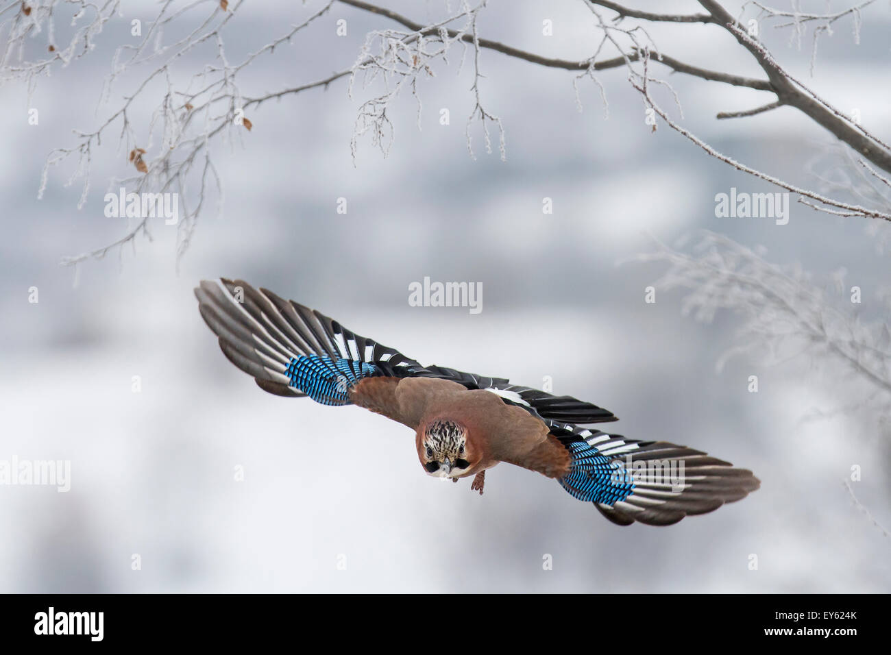 Eurasian jay flying hi-res stock photography and images - Alamy