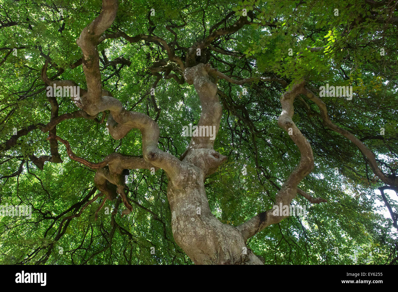 Tortuous european beech in forest of Verzy - France Stock Photo - Alamy