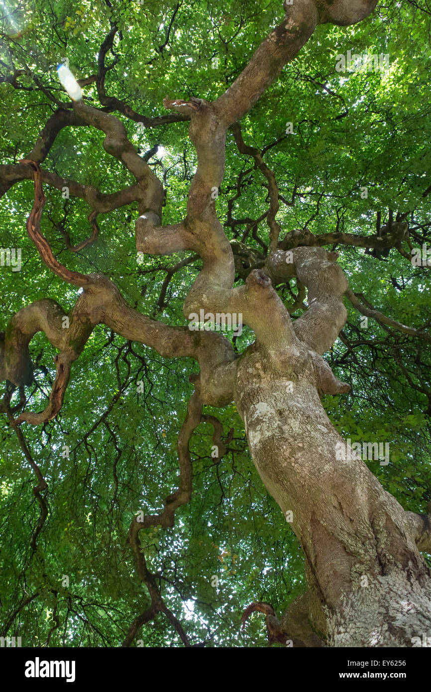 Tortuous european beech in forest of Verzy - France Stock Photo - Alamy