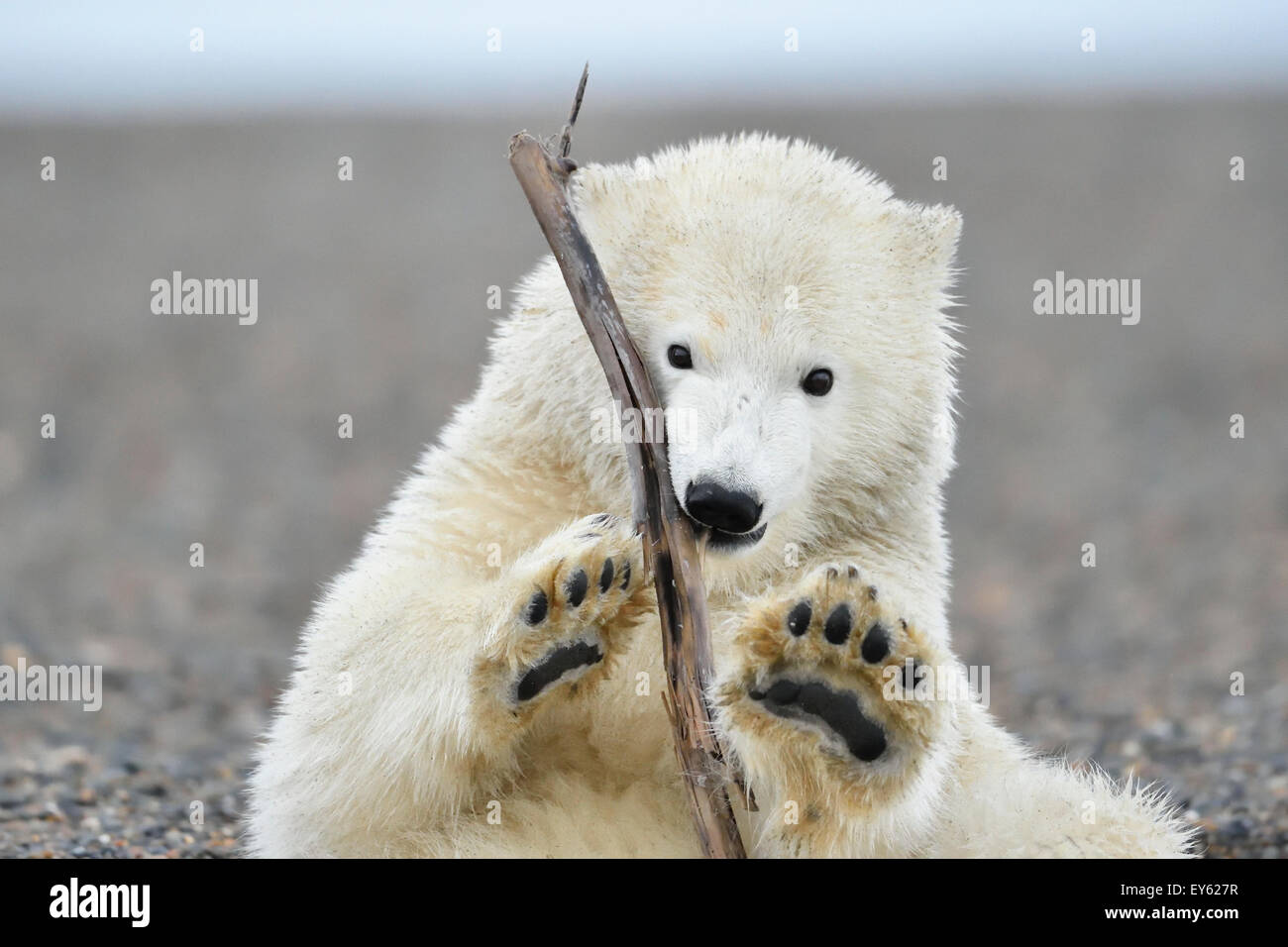 Polar bear playing with a stick - Barter Island Alaska Stock Photo - Alamy