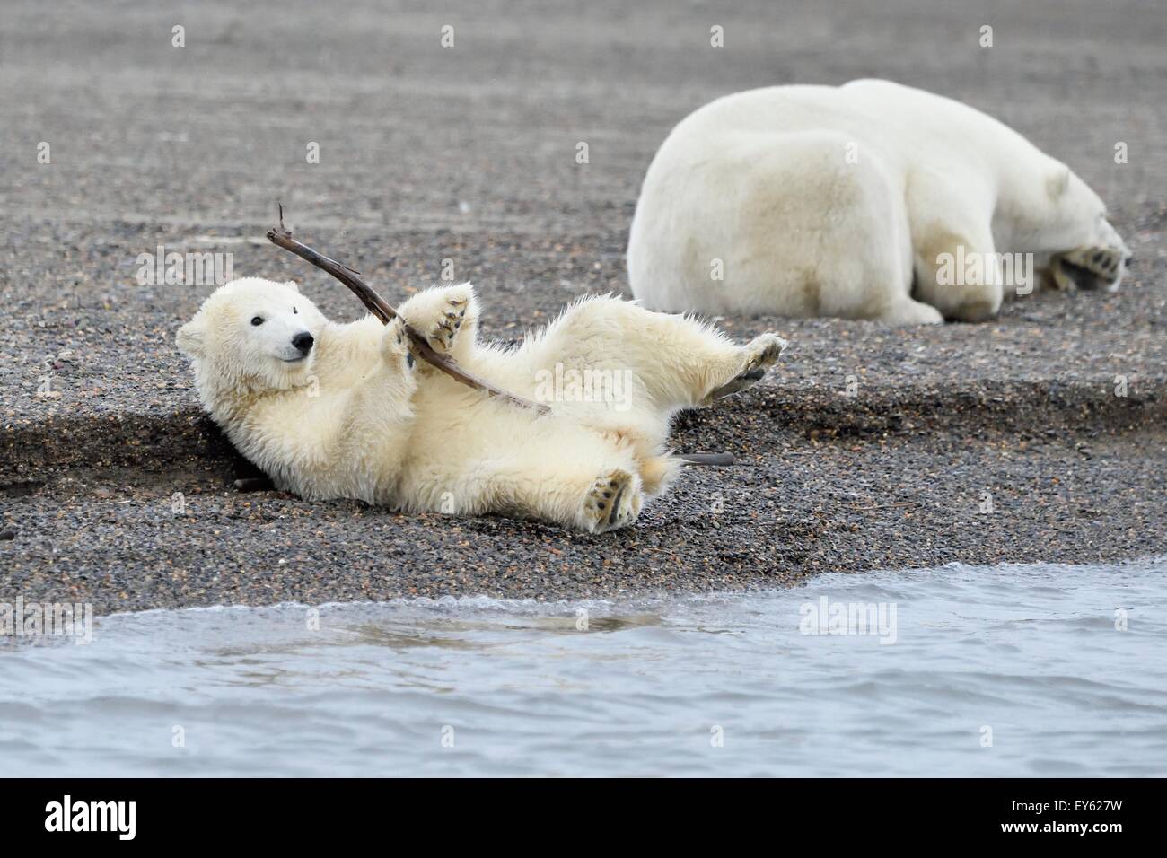 Polar bear playing with a stick - Barter Island Alaska Stock Photo - Alamy