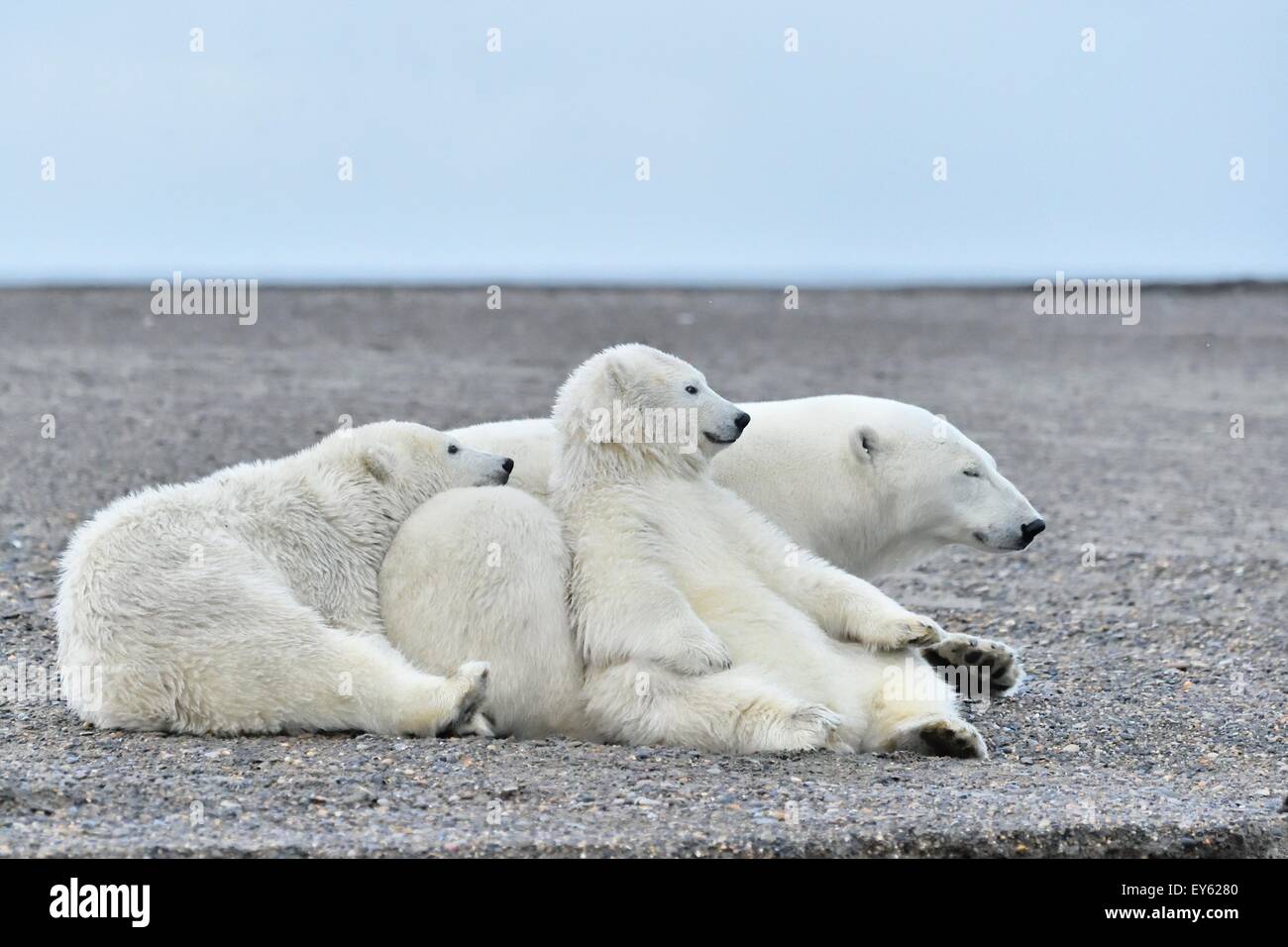 Polar bear and cubs lying on shore - Barter Island Alaska Stock Photo ...